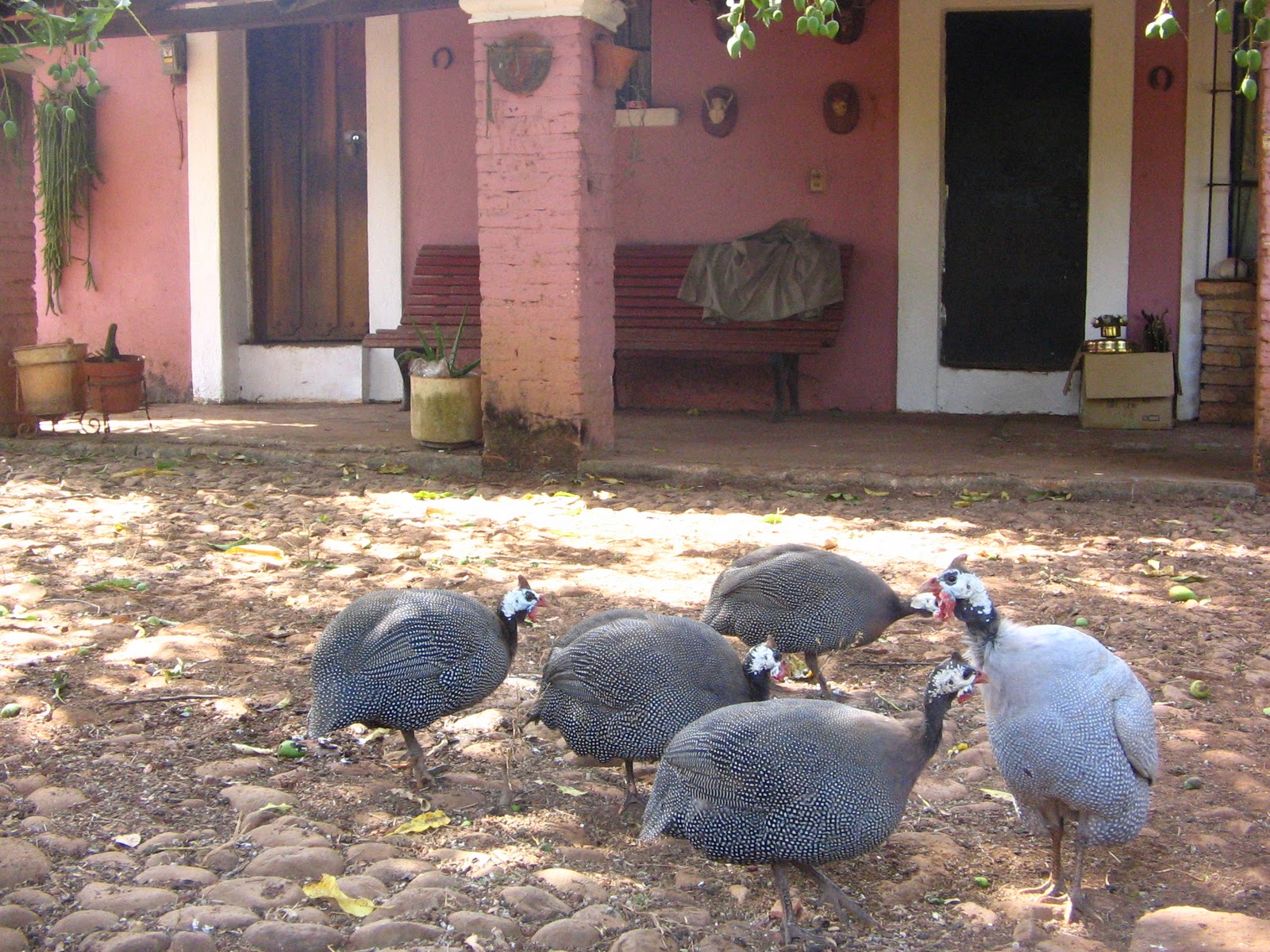 Las Palmas Rancho Organico y Ecologico: LA FAUNA EN EL RANCHO