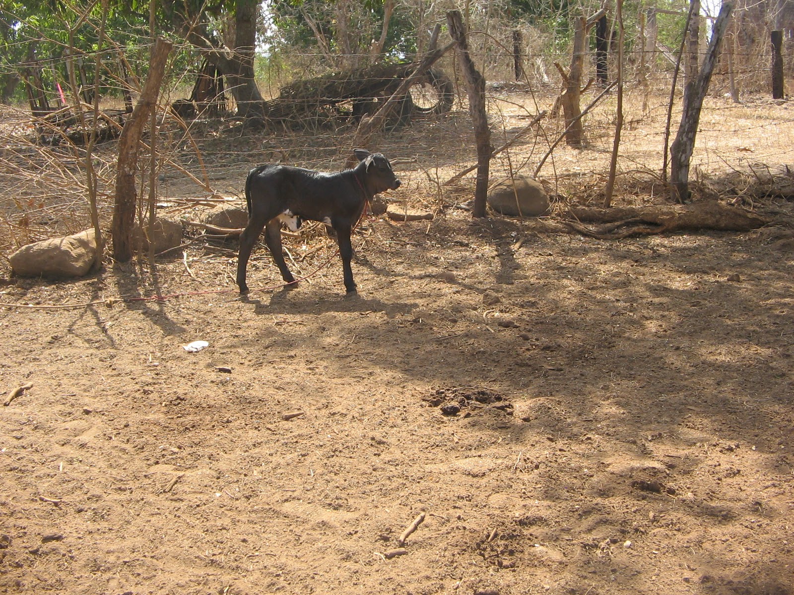 Las Palmas Rancho Organico y Ecologico: LA FAUNA EN EL RANCHO