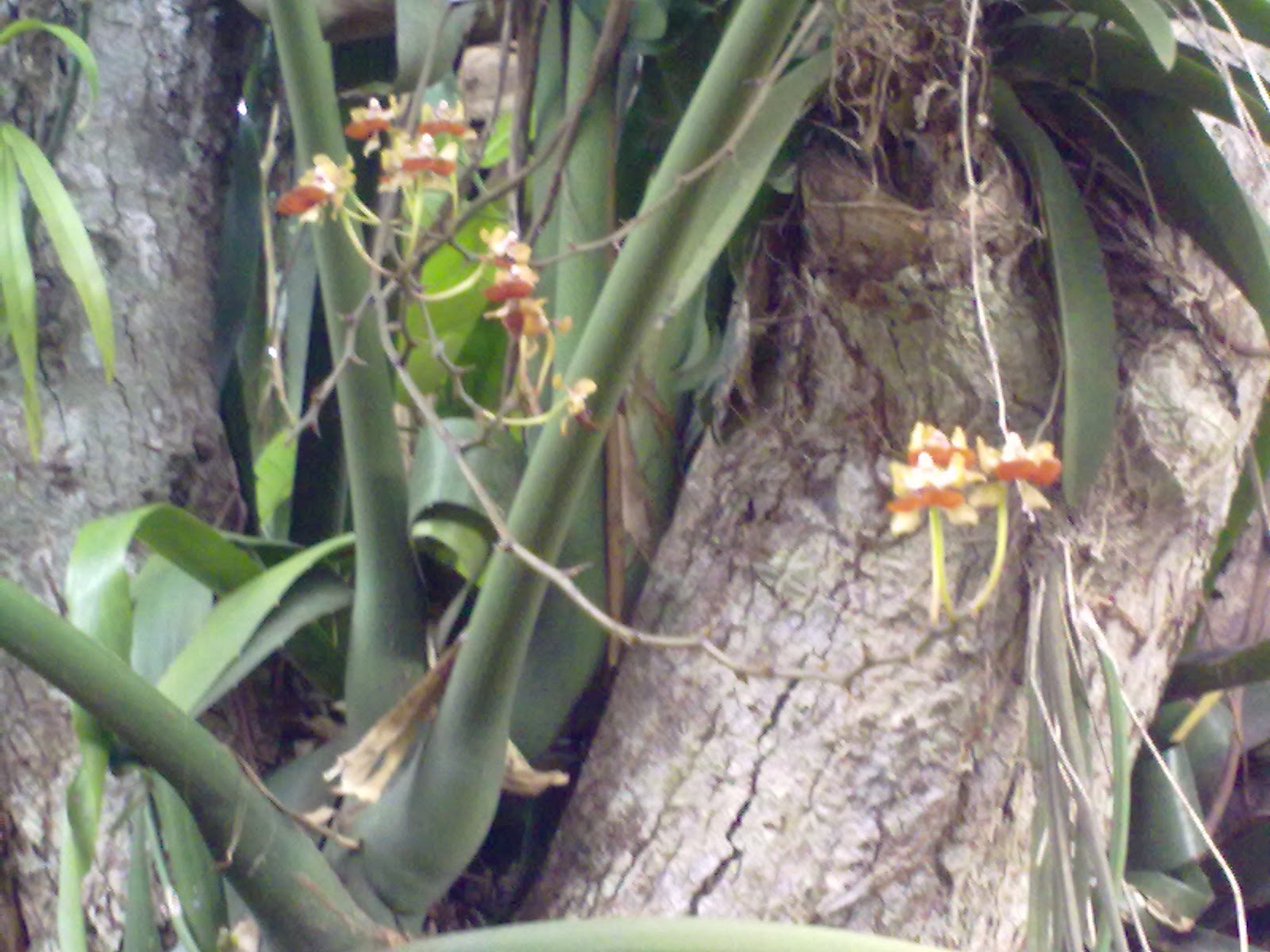 Las Palmas Rancho Organico y Ecologico: LA FLORA EN EL RANCHO