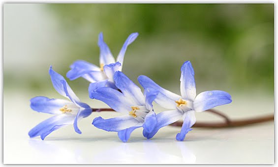 Pudlar & Pelargoner: Vårblomma från trädgården