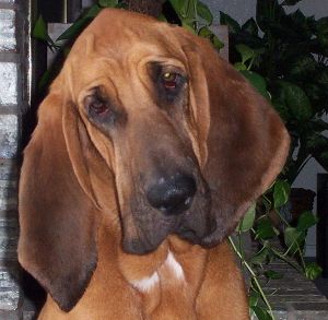 Aventuras a cuatro patas: Bloodhound, el perro de San Humberto