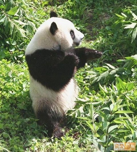 enjoy the panda therapy