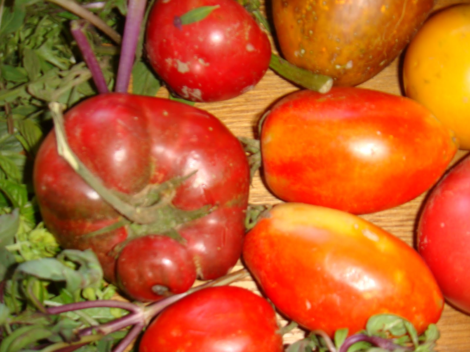 Zoe's Garden Community Supported Agriculture: Fuzzy Vegetables and ...