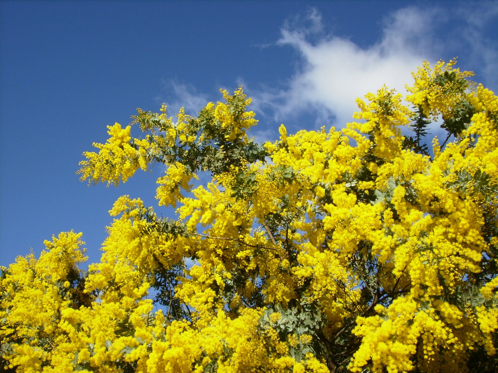 Rambling with me: Winter Wattle