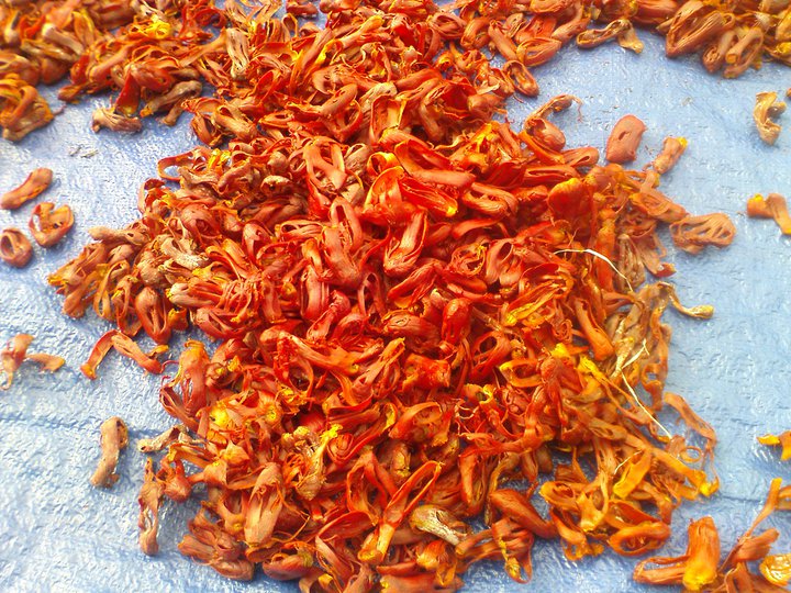 Biji & Bunga Pala - FAKFAK DALAM GAMBAR