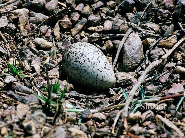 Born To Be Free Nesting Behaviour Of Birds No Nest