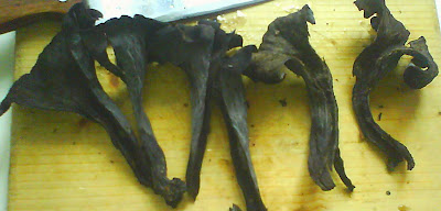 La ciuperci: Trimbita piticului (Craterellus cornucopioides) - *** poze