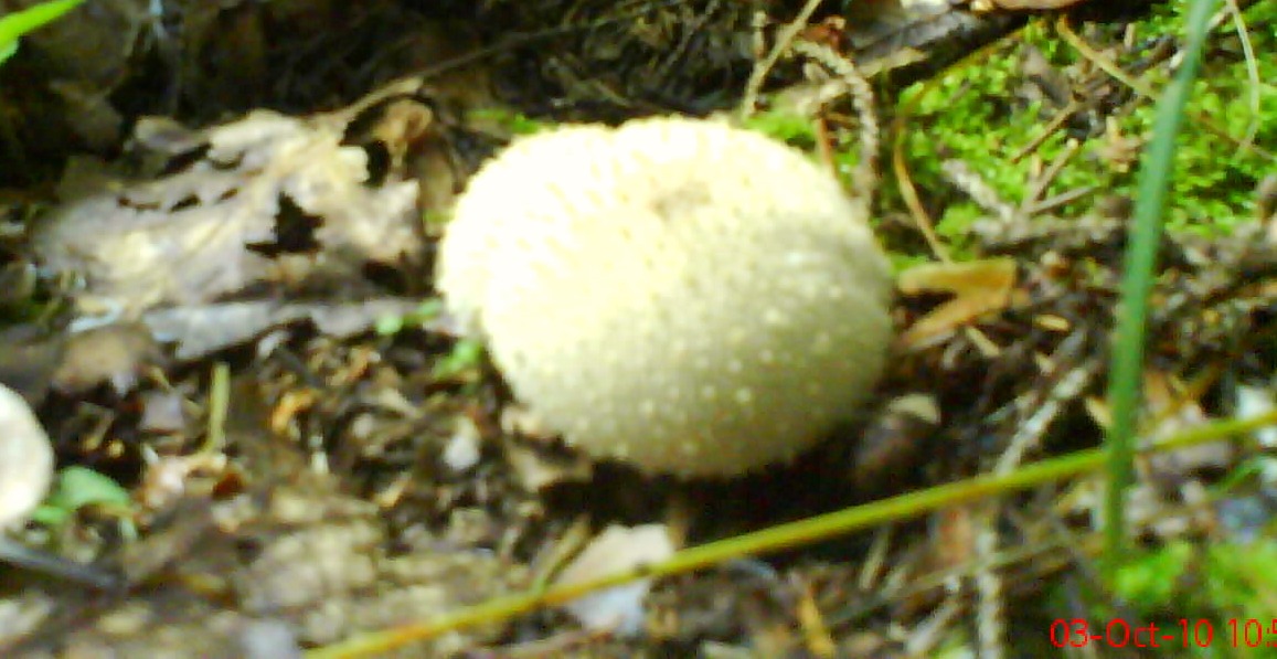 La ciuperci: Buretele cerbilor – Lycoperdon bovista