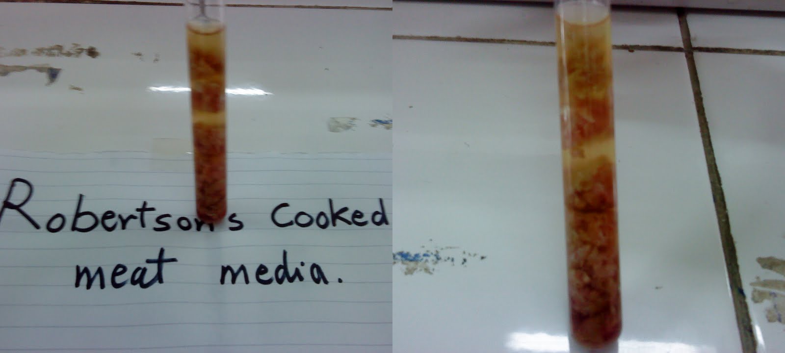 c.E.r.i.T.e.T.e.N.t.A.n.G.k.i.T.e.: Culture Media...