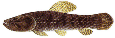 BLOG DO MARCÃO CAPIVARI: DICAS PARA PESCA DA TRAIRA