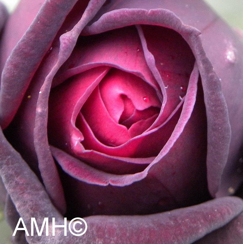 ...A rose is a rose is a rose...: En ros är en ros...