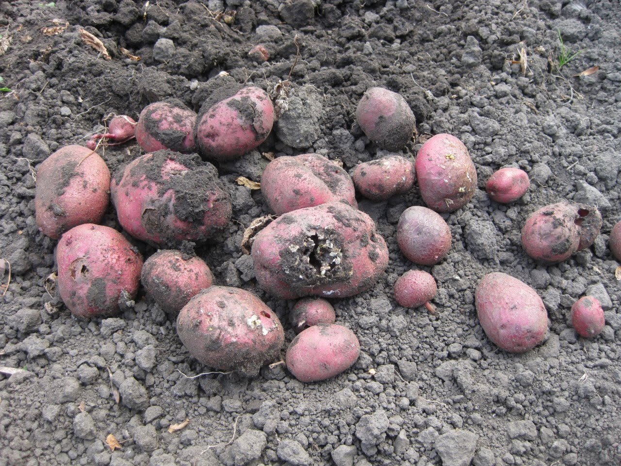 Slow Growing in Scotland: Eeeew!