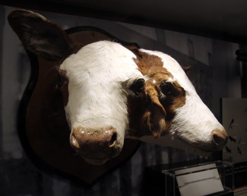 wanderlust ATLANTA: ATLANTApix: Two-headed Cow