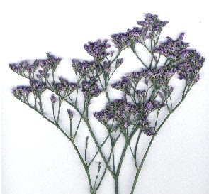 All about Flowers | Plants