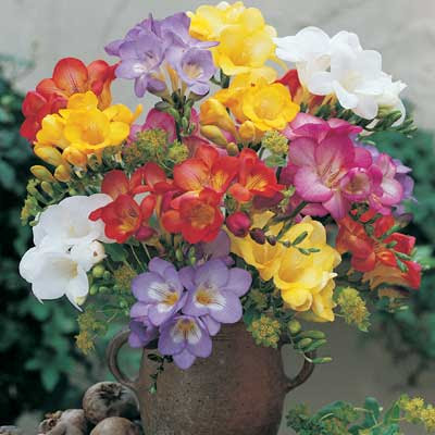 All about Flowers | Plants