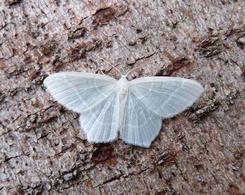 Axe Birding: The Future's Bright, The Future's Orange