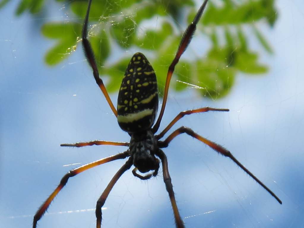 Mayotte l'île aux parfums aux tortues au lagon: Faune