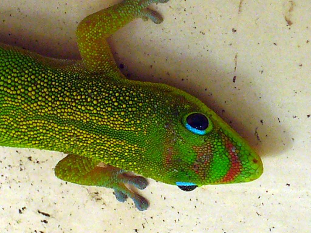 Mayotte l'île aux parfums aux tortues au lagon: Faune