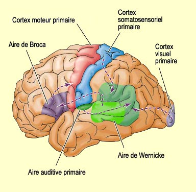 Ψυχοθεραπεία Ατομική και Ομαδική: LA PERCEPTION DE LA MUSIQUE