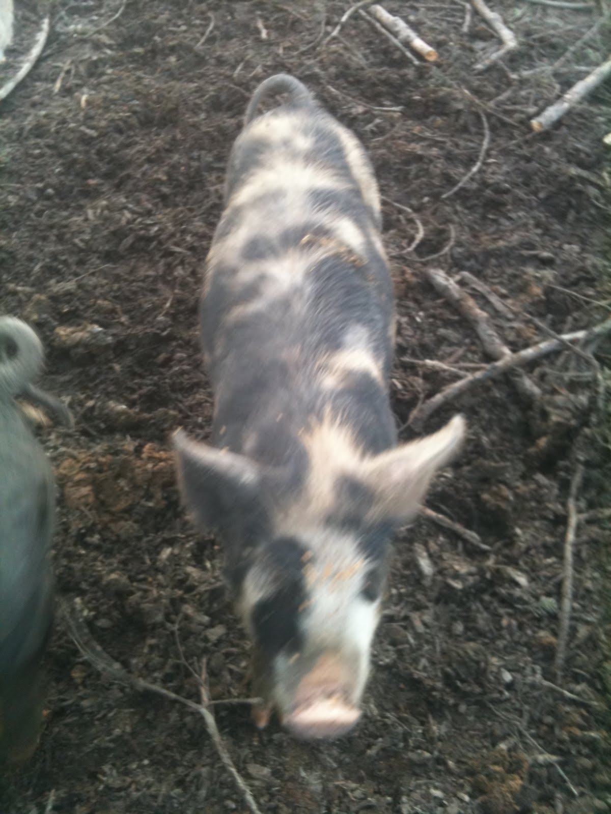 meat: Feeder pigs for sale