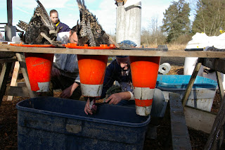 meat: Turkey processing class