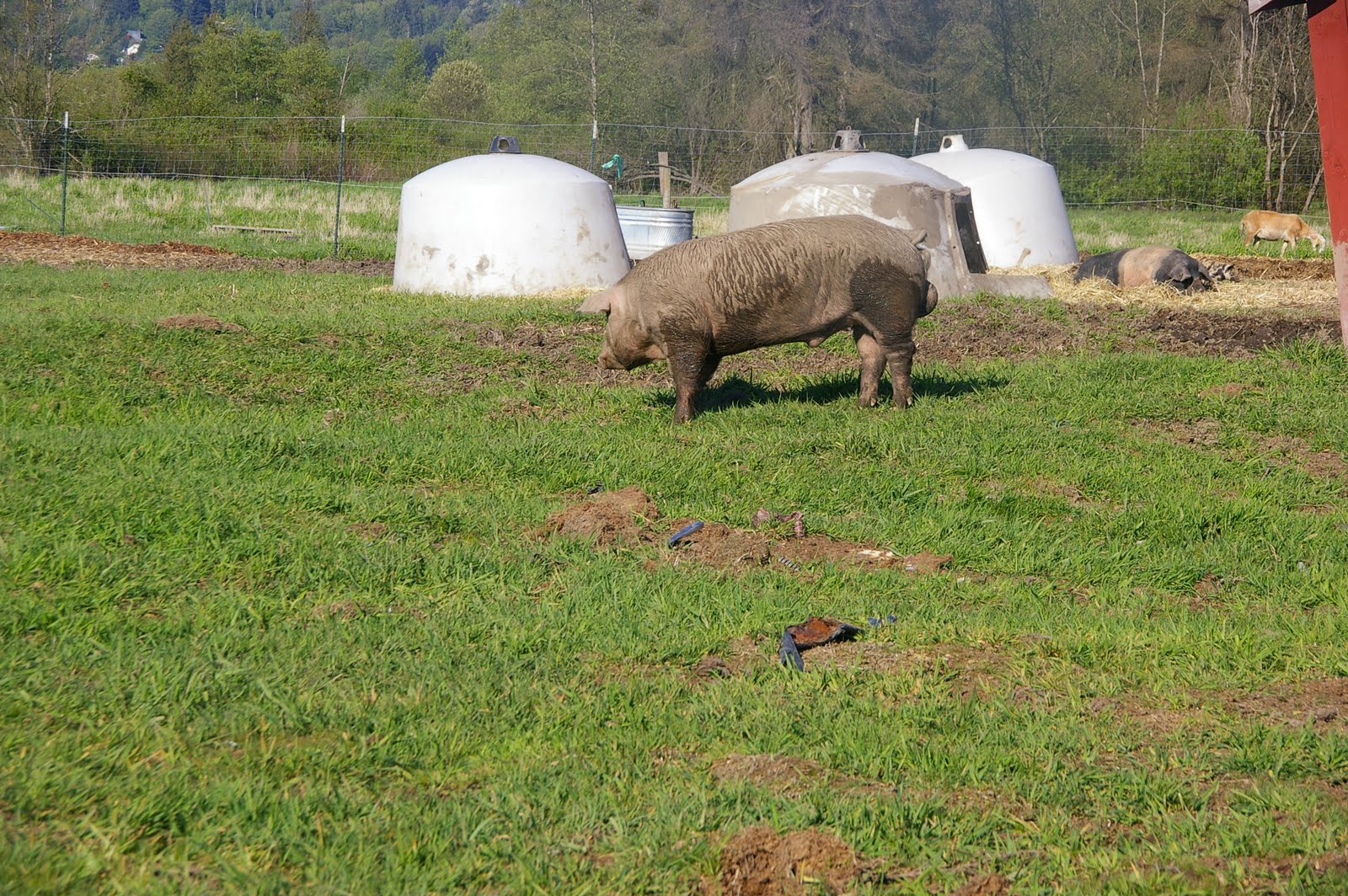 meat: Rotational grazing, pig style