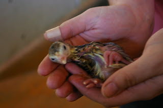 meat: First turkey / Turkey brooding