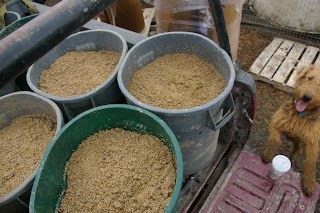 meat: Preparing the pigs food