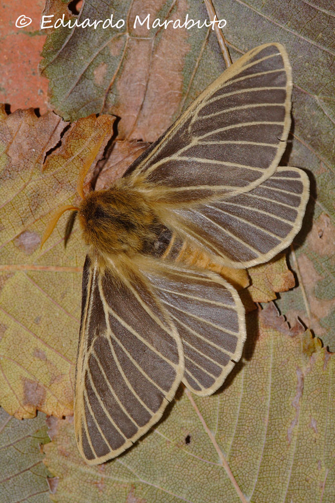 As Multidões Fervilhantes: Lemonia philopalus, the incredible Iberian ...