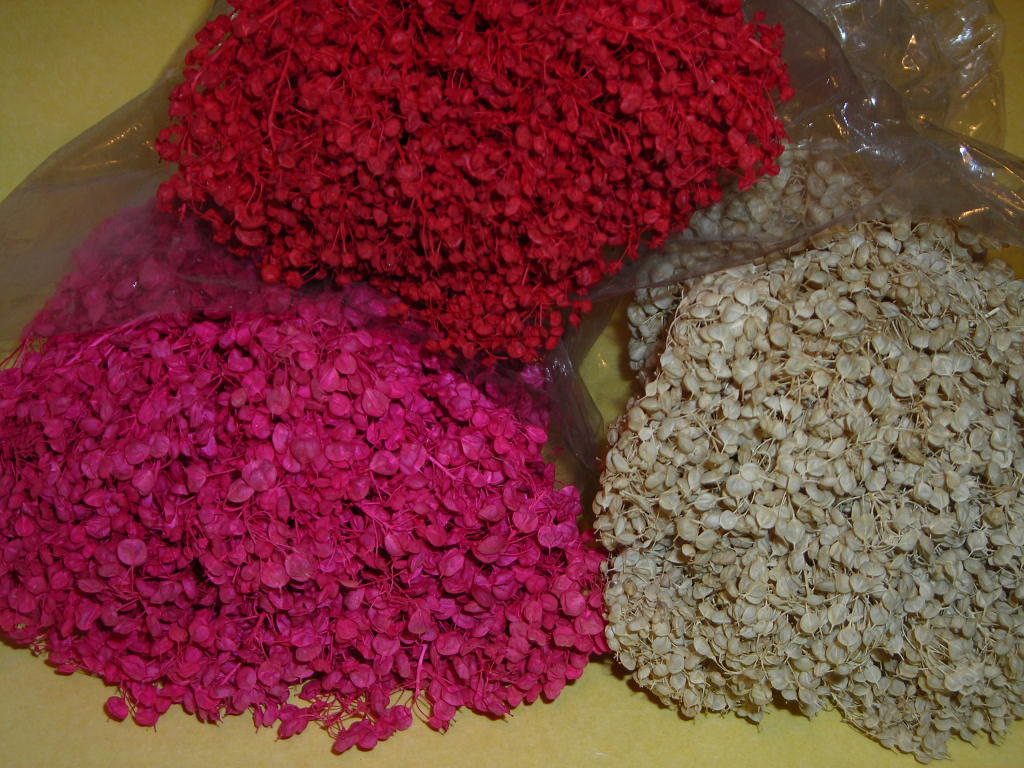 El Tigre en Pueyrredon: FLORES DISECADAS