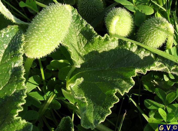 Epicuro e le Erbe: COCOMERO ASININO (Elaterio)