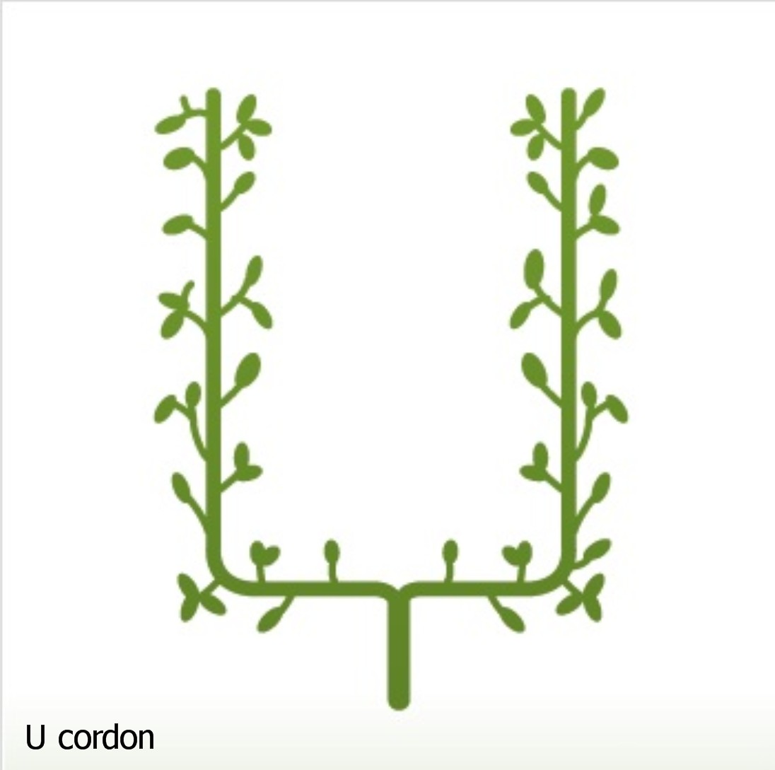 Ornamental Tree Nurseries: A guide to ready trained trees