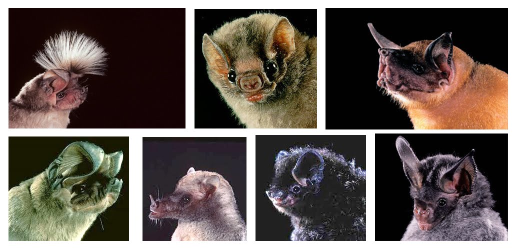 The coolest coloured bat in Africa? The whole world? Until one of these ...