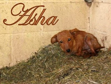 NOBLE GALGO: Se regala cachorro de Border Collie albino sordo - URGENTE