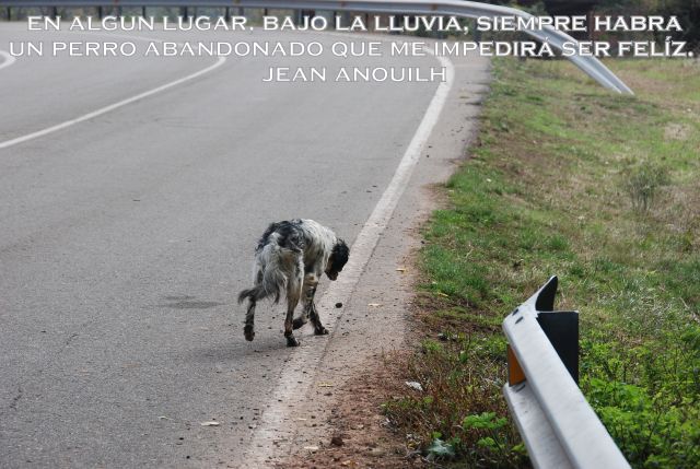 NOBLE GALGO: Camada de bretones en la perrera de Mérida.