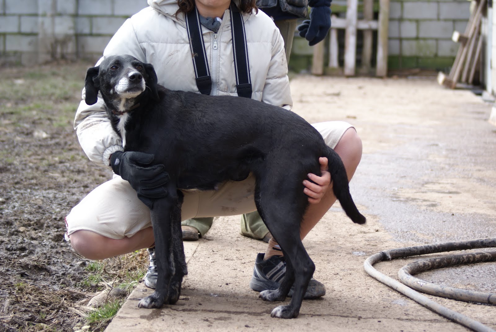 NOBLE GALGO: MORITA, preciosa perra azabache