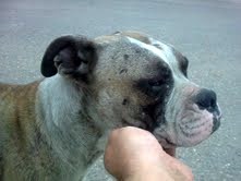 NOBLE GALGO: BOXER PURO USADO EN PELEAS, URGENTE