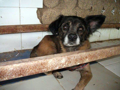 NOBLE GALGO: PERRITO ANCIANITO, SE NOS MUERE DE PENA!!!!