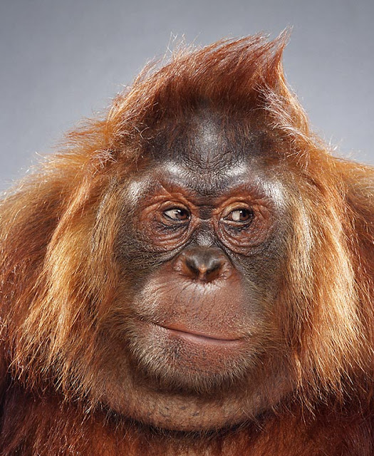 Mis galgas, yo y the ruby slippers: Las geniales fotografías de monos ...