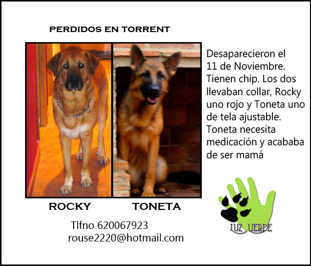 NOBLE GALGO: Se busca a dos perros perdidos en Torrent. (Valencia)