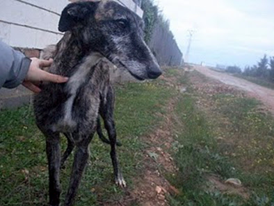 NOBLE GALGO: Galguito pelo duro 2 años aprox.(BADAJOZ)
