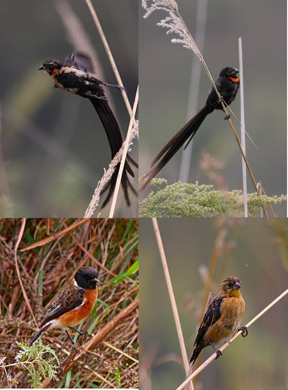 Johannesburg Wildlife & Birding: Injisuthi - Part 2 (Campsite Birds)