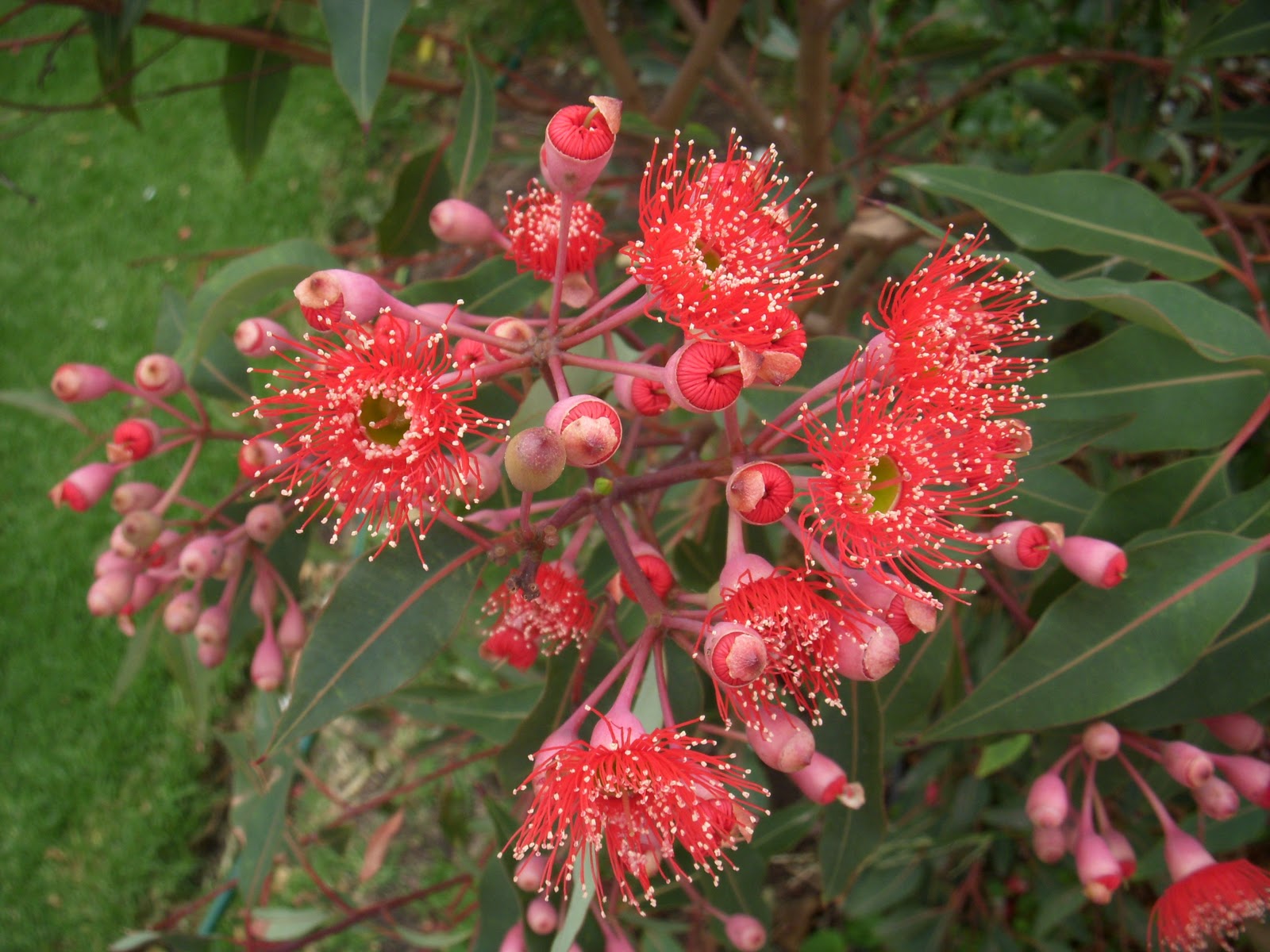 Spring Blossom Quilts: Red Flowering Gum Tree