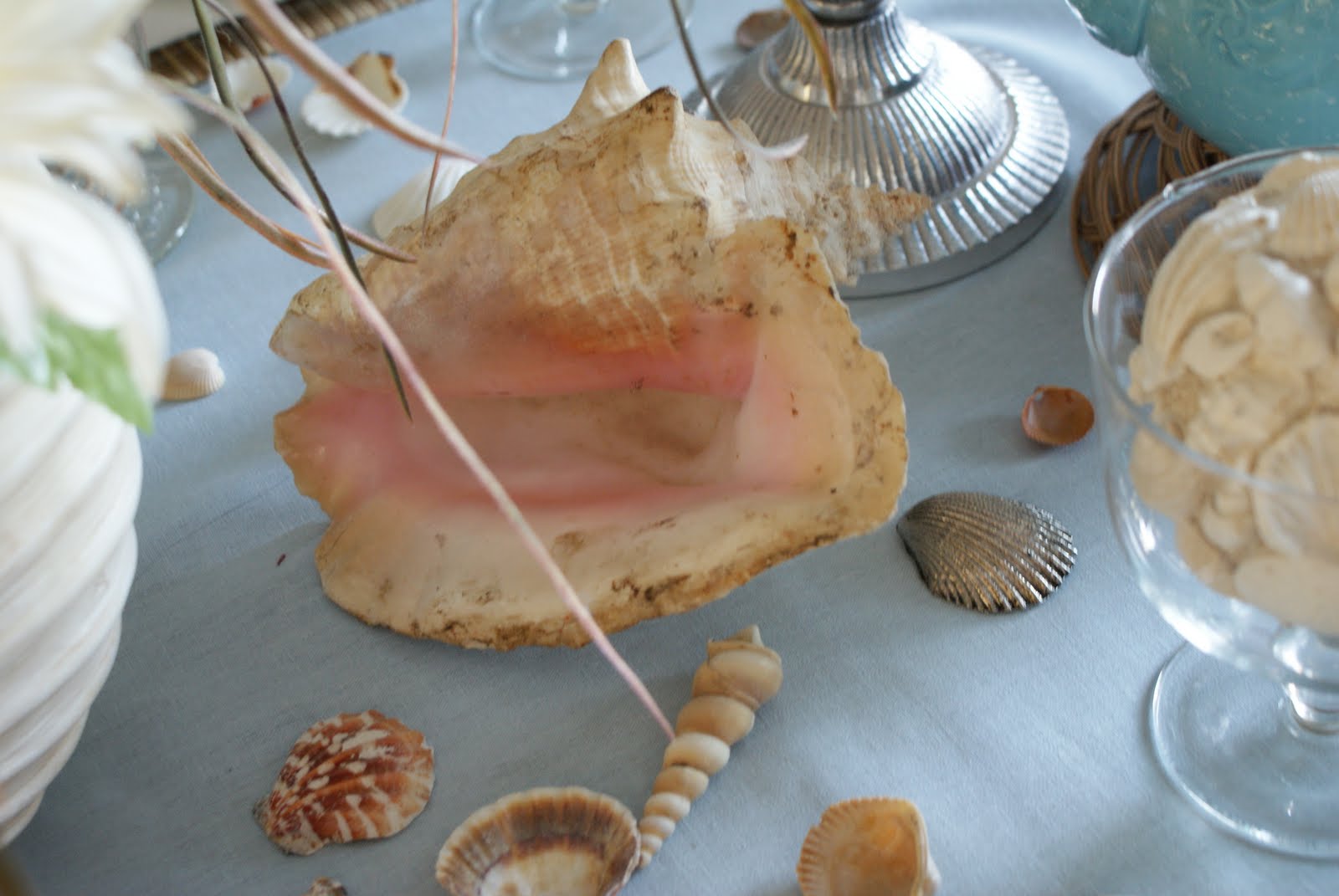 TEA IN TEXAS: Dinner on Shell Beach