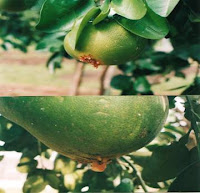 HORTICULTURE CLINIC: Pengendalian Hama Penggerek Buah Jeruk