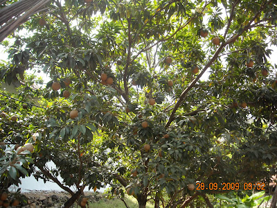 TMK farms: Sapota Tree