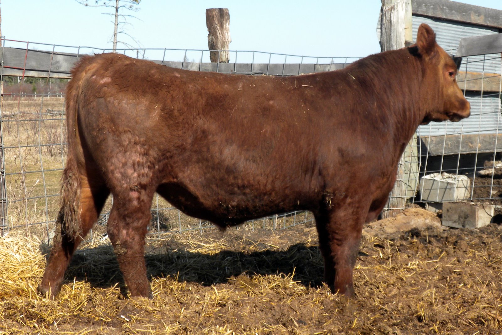 Shady Oaks Farm Red Angus: 0915 - SHO Mini Statement 0915