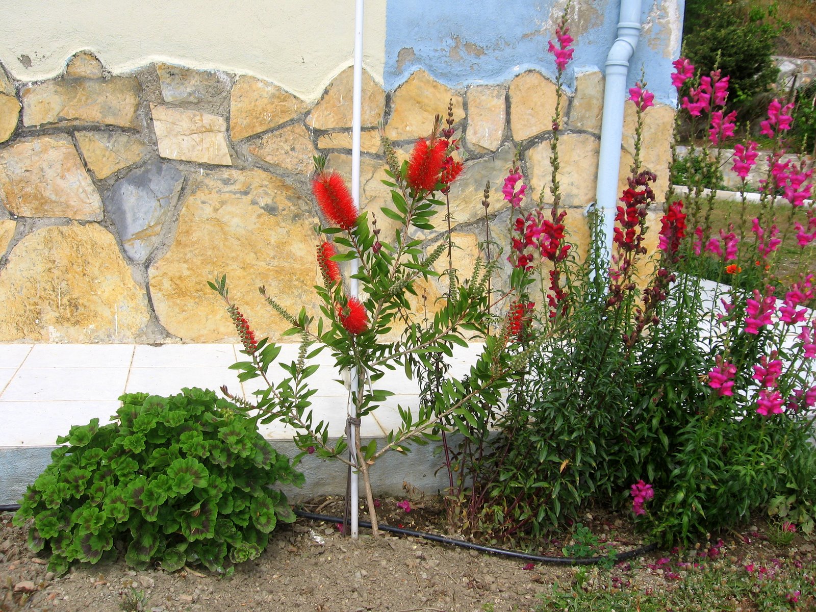 Cittaslow Botanik Park: FIRÇA ÇALISI ÇİÇEĞİ / KALLİSTEMON