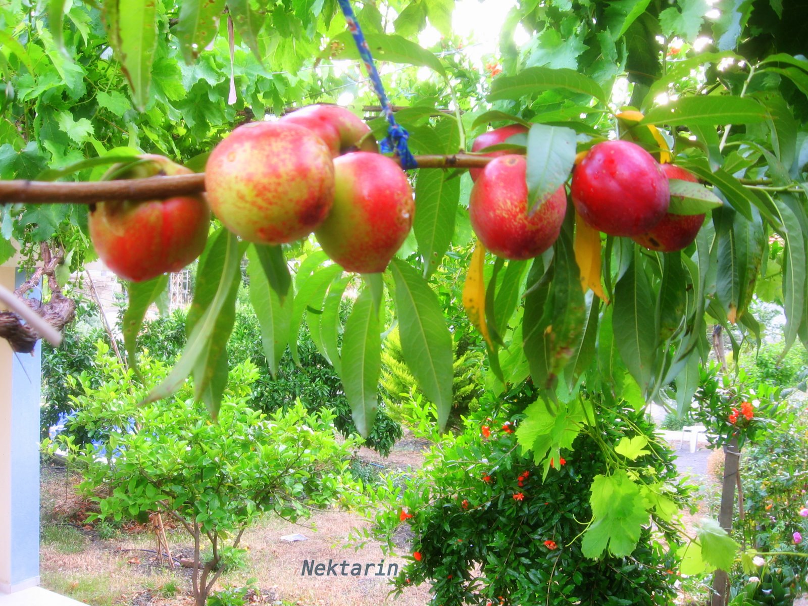 Cittaslow Botanik Park: TÜYSÜZ ŞEFTALİ / NEKTARİN