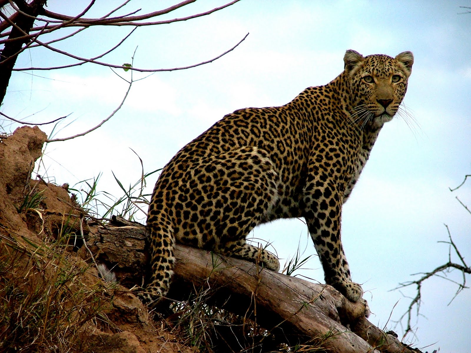 The Game Lodge Index: Interesting facts about: Leopards
